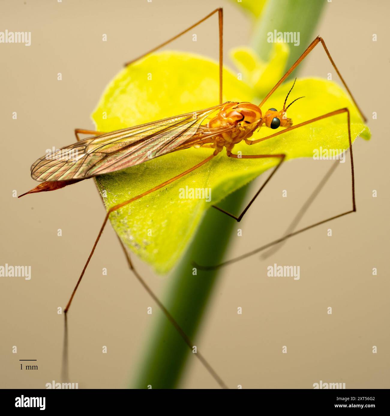 Large Crane Flies (Tipulidae) Insecta Stock Photo - Alamy