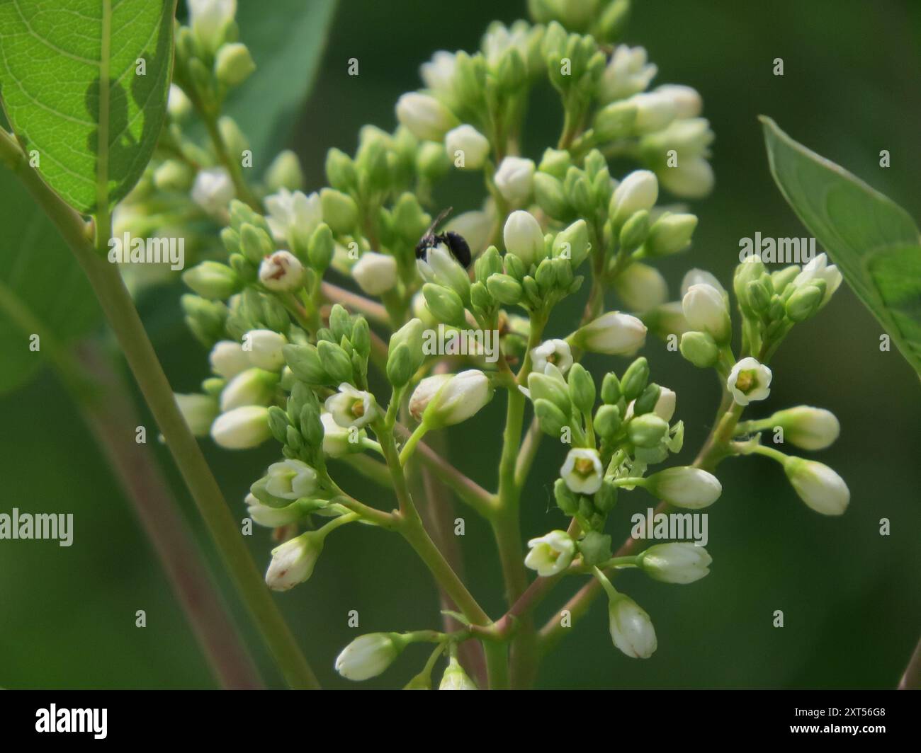 hemp dogbane (Apocynum cannabinum) Plantae Stock Photo - Alamy