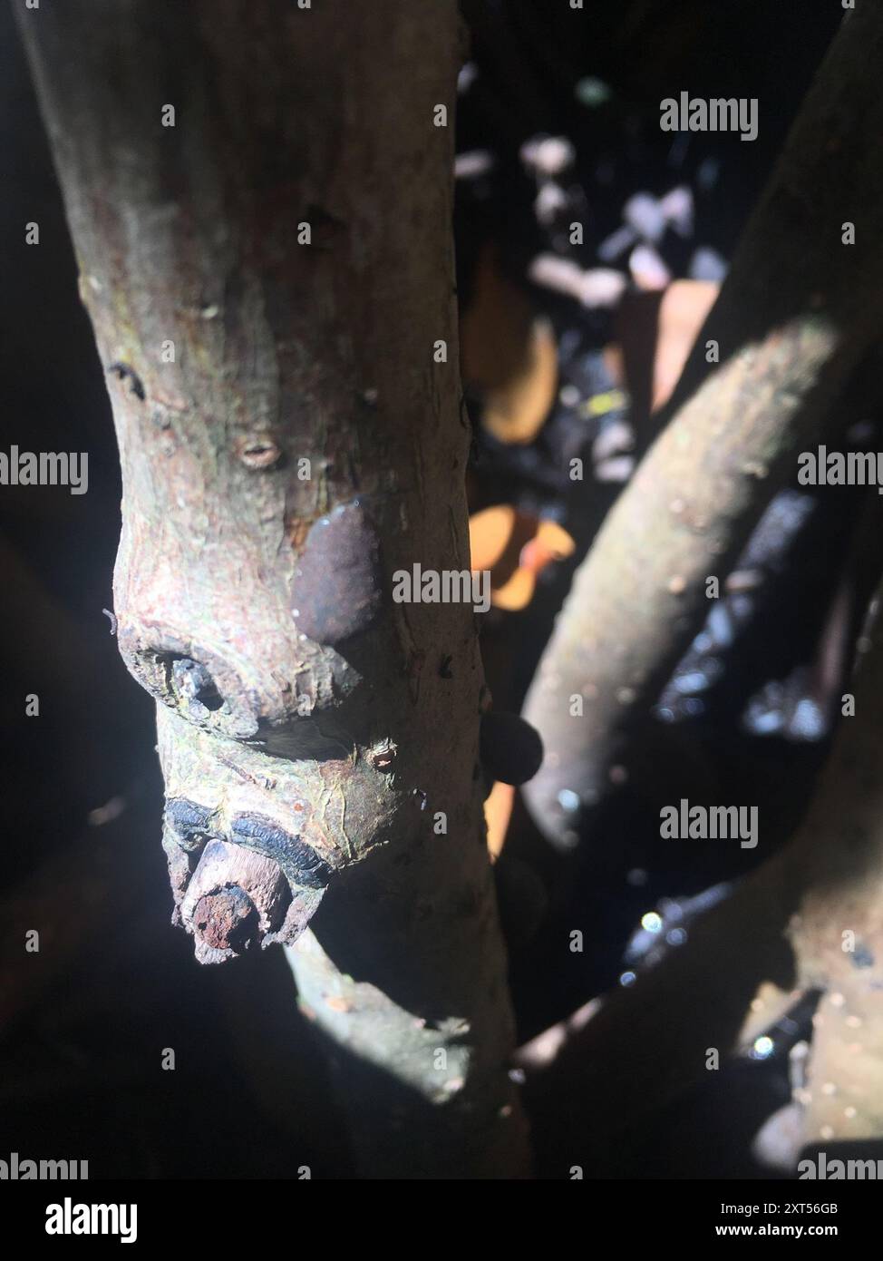 Coffee Bean Snail (Melampus coffea) Mollusca Stock Photo - Alamy