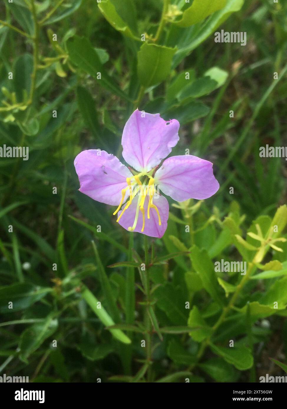 Meadowbeauties (Rhexia) Plantae Stock Photo - Alamy