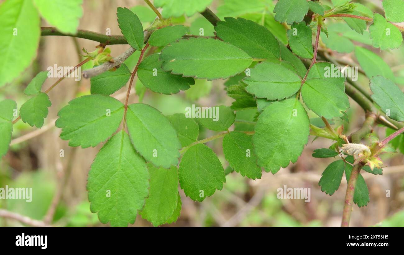 multiflora rose (Rosa multiflora) Plantae Stock Photo - Alamy