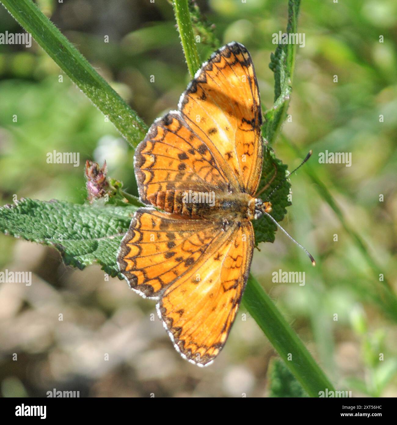 Knapweed Fritillary (Melitaea phoebe) Insecta Stock Photo - Alamy
