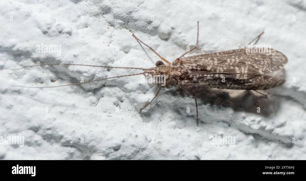 Caddisflies (Trichoptera) Insecta Stock Photo - Alamy