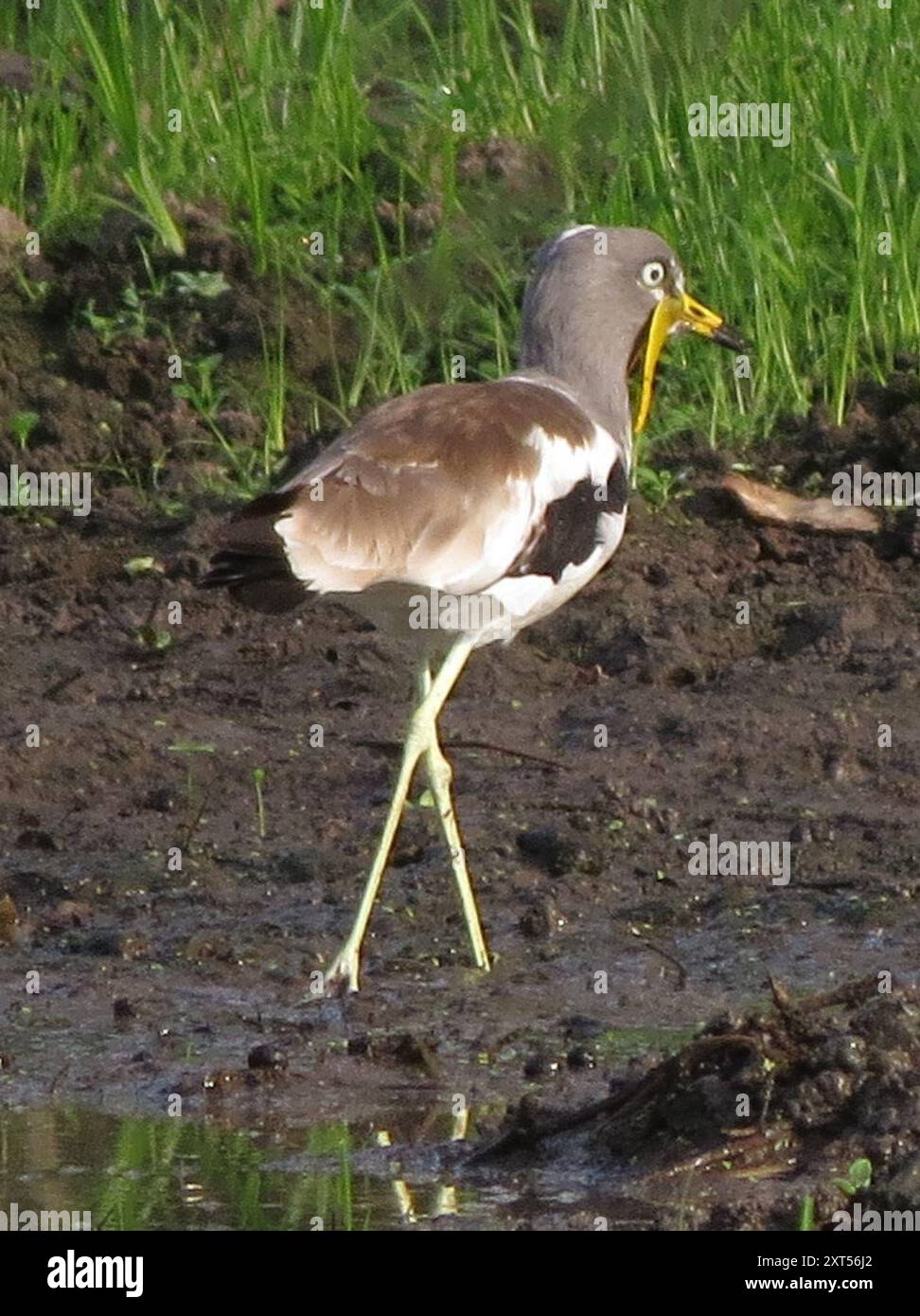 White-crowned Lapwing (Vanellus albiceps) Aves Stock Photo - Alamy
