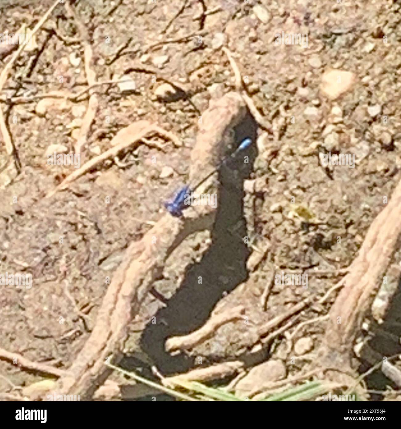 Narrow-winged Damselflies (Coenagrionidae) Insecta Stock Photo - Alamy