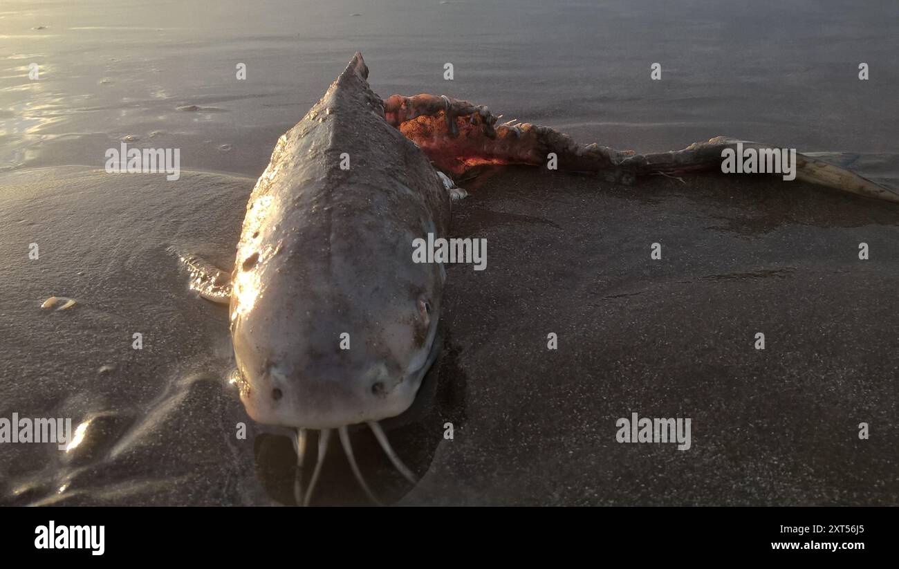 White Sea Catfish (Genidens barbus) Actinopterygii Stock Photo - Alamy