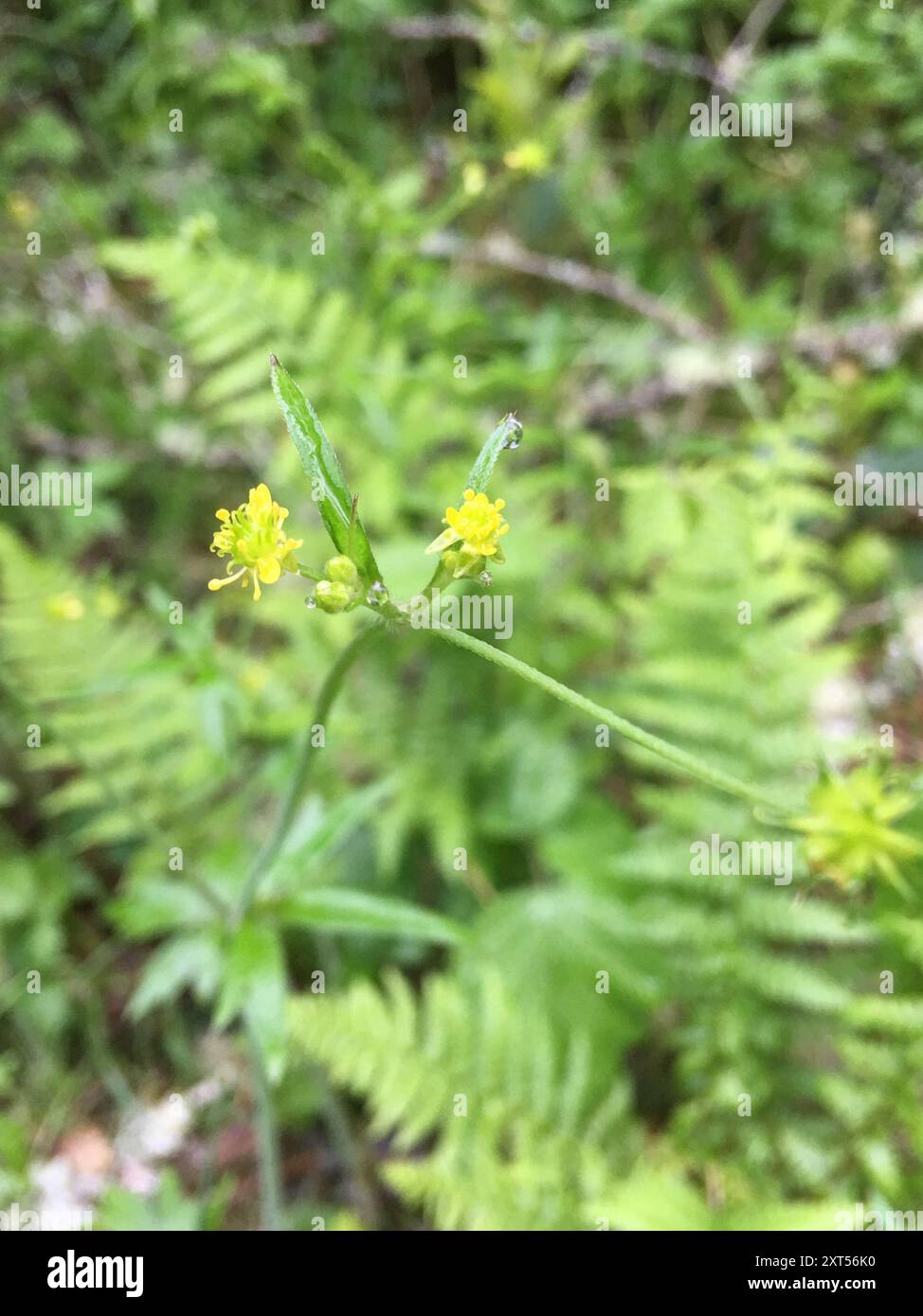 woodland buttercup (Ranunculus uncinatus) Plantae Stock Photo - Alamy