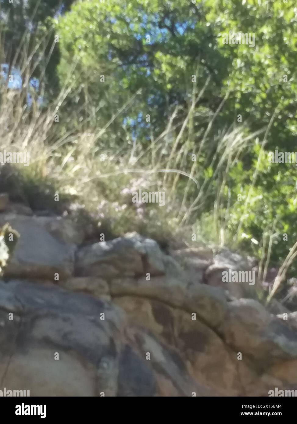 feather dalea (Dalea formosa) Plantae Stock Photo - Alamy