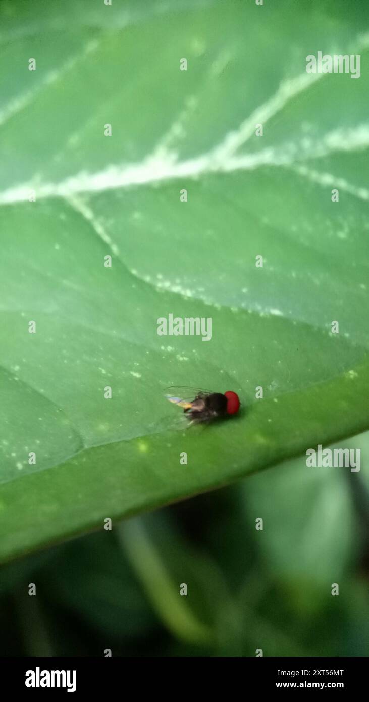 Flat-footed Flies (Platypezidae) Insecta Stock Photo - Alamy