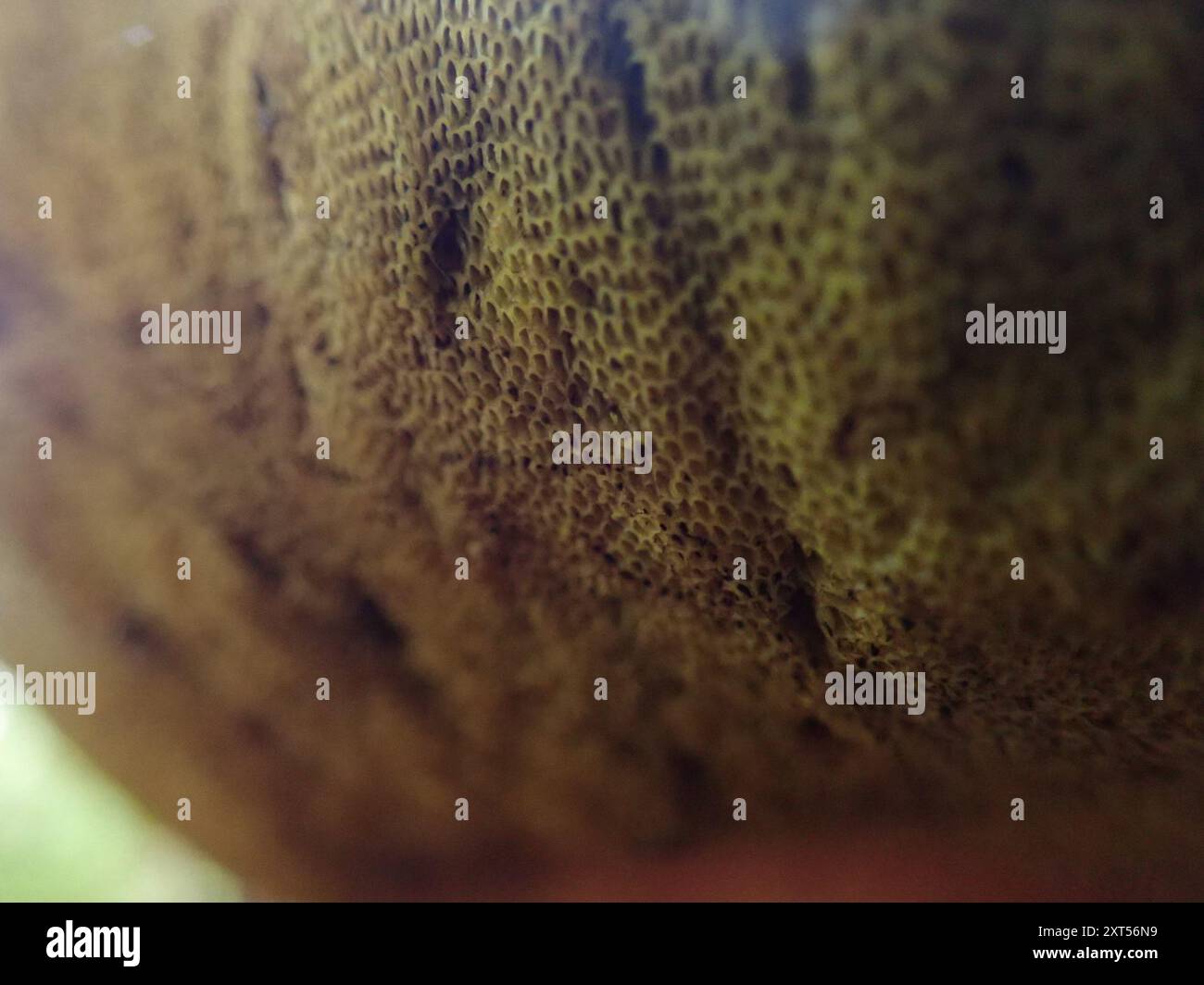 Spring King Bolete (Boletus rex-veris) Fungi Stock Photo - Alamy