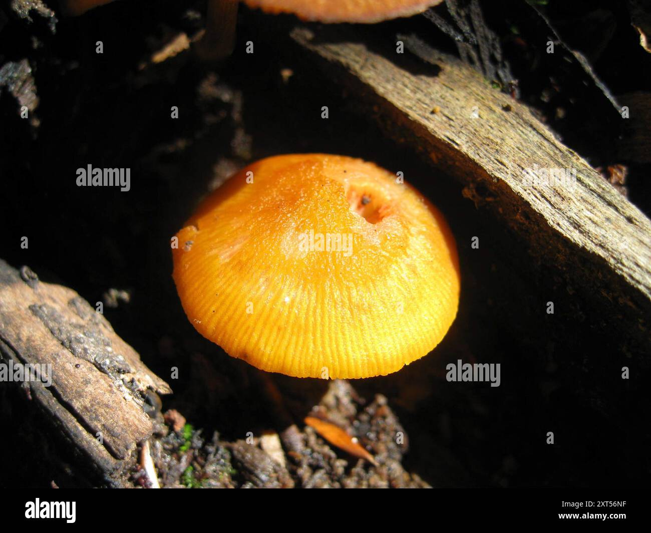 orange mycena (Mycena leaiana) Fungi Stock Photo - Alamy