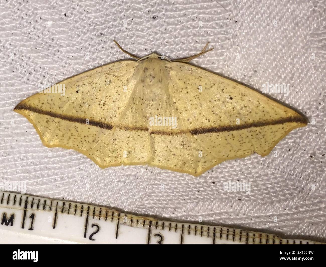 Yellow Slant-line (Tetracis crocallata) Insecta Stock Photo - Alamy