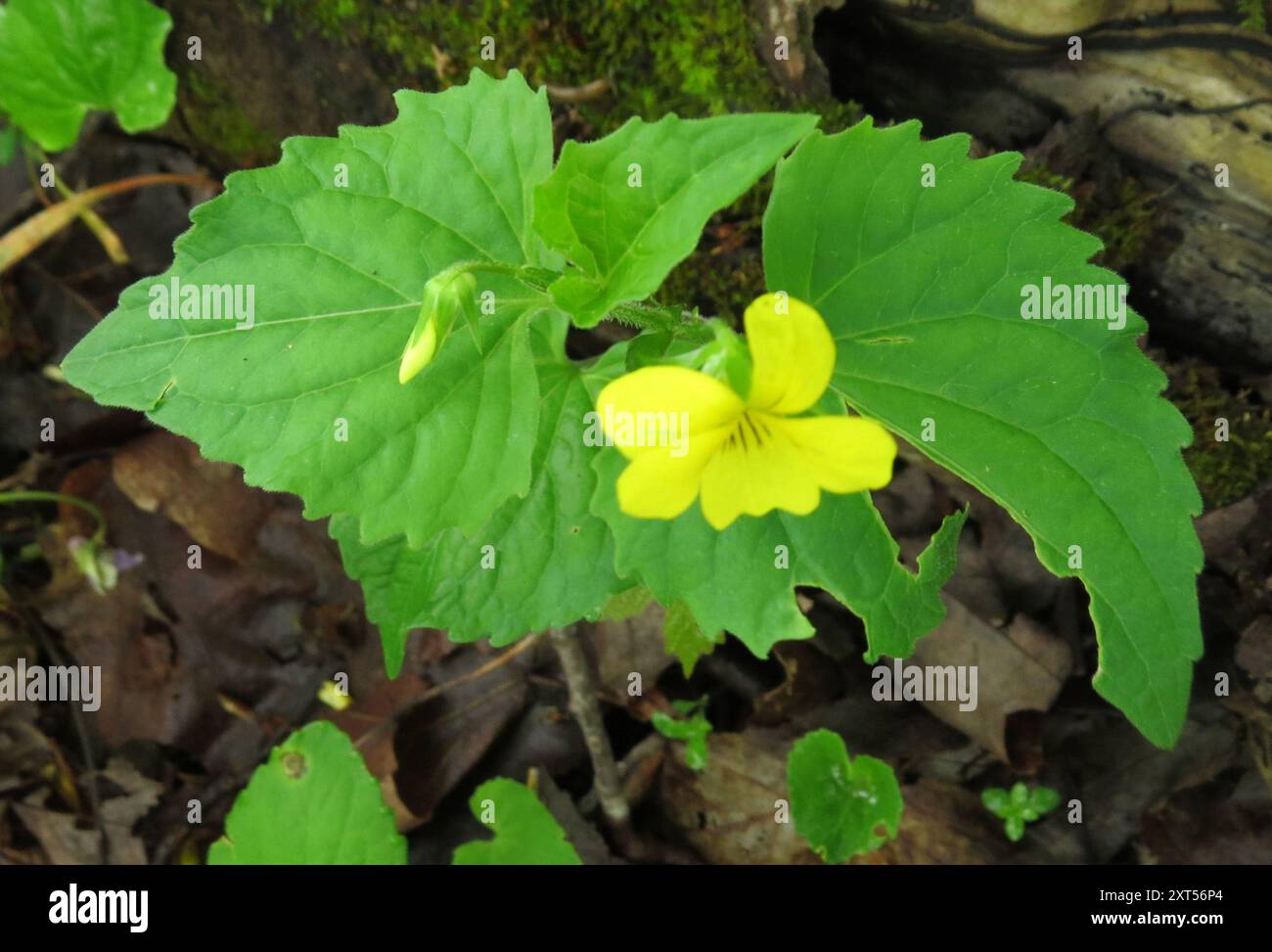 Smooth Yellow Violet (Viola eriocarpa) Plantae Stock Photo - Alamy