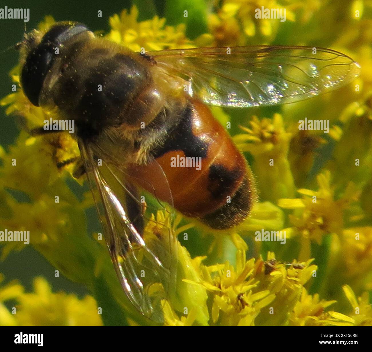 Common Drone Fly (Eristalis tenax) Insecta Stock Photo - Alamy