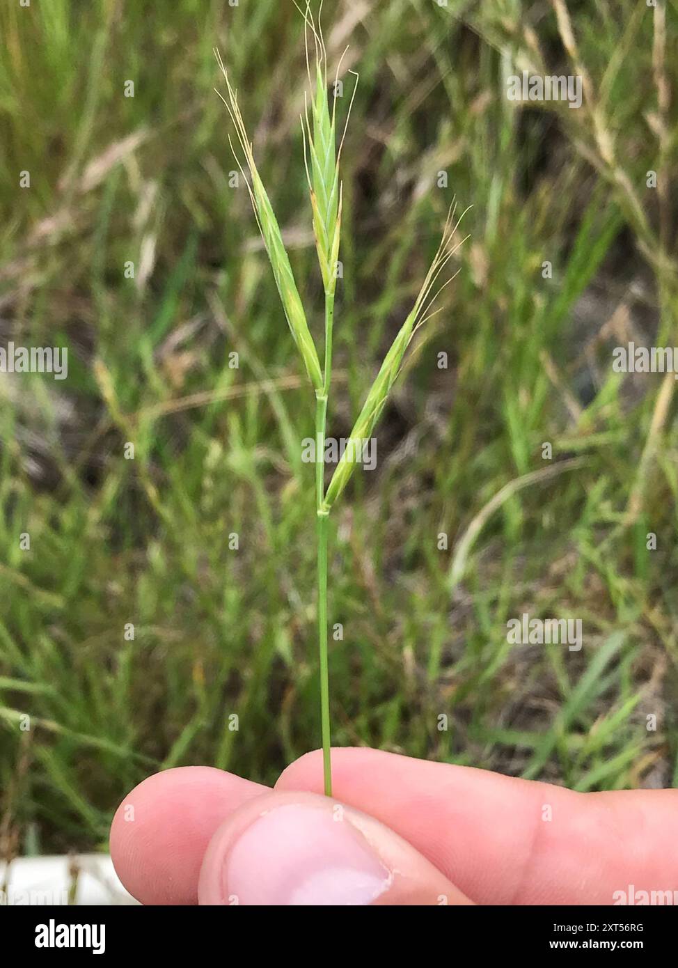 purple false-brome (Brachypodium distachyon) Plantae Stock Photo - Alamy