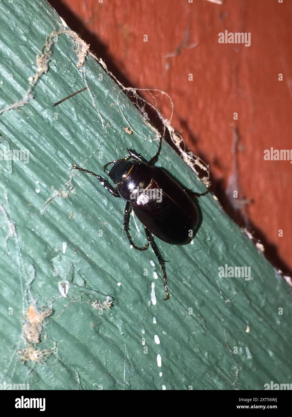 Scarabs (Scarabaeidae) Insecta Stock Photo - Alamy