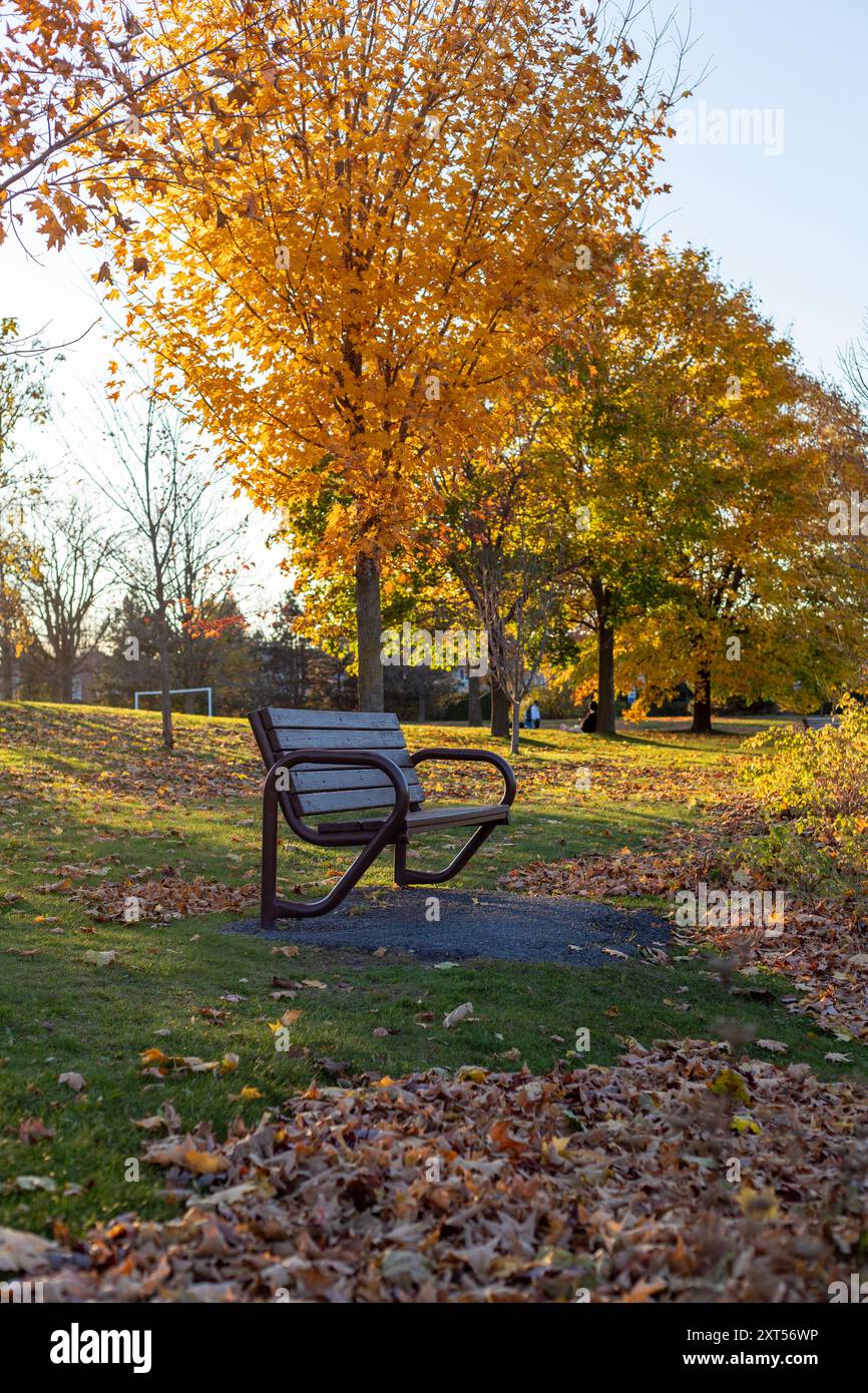 Autumn in the park with a bench. Fall background with colorful trees ...