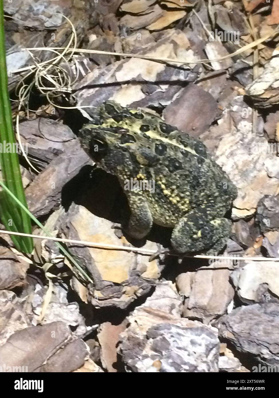 Southern Toad (Anaxyrus terrestris) Amphibia Stock Photo - Alamy
