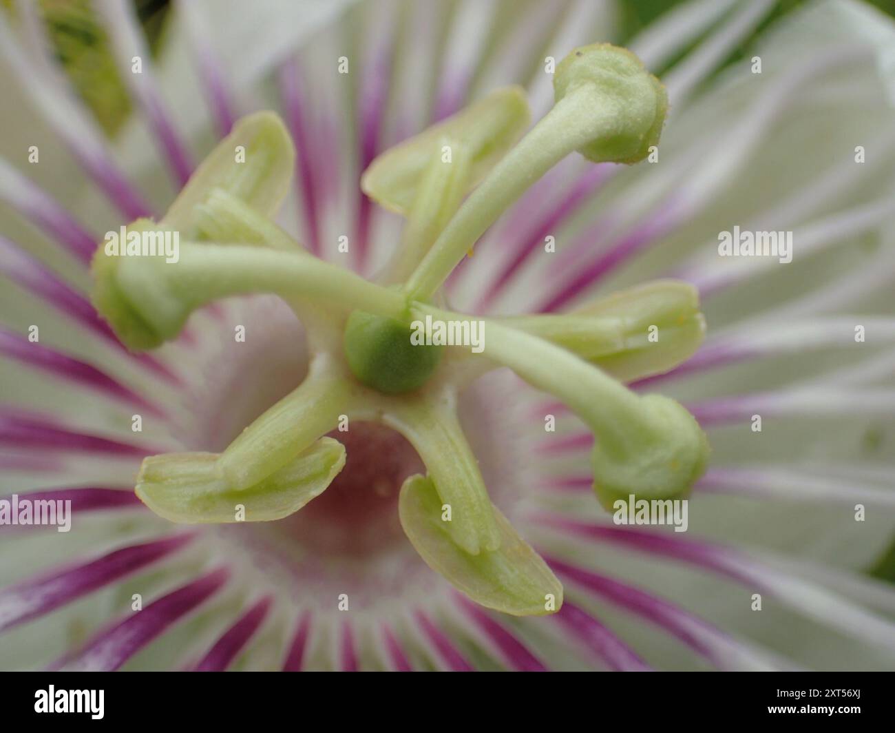 (Passiflora vesicaria) Plantae Stock Photo - Alamy