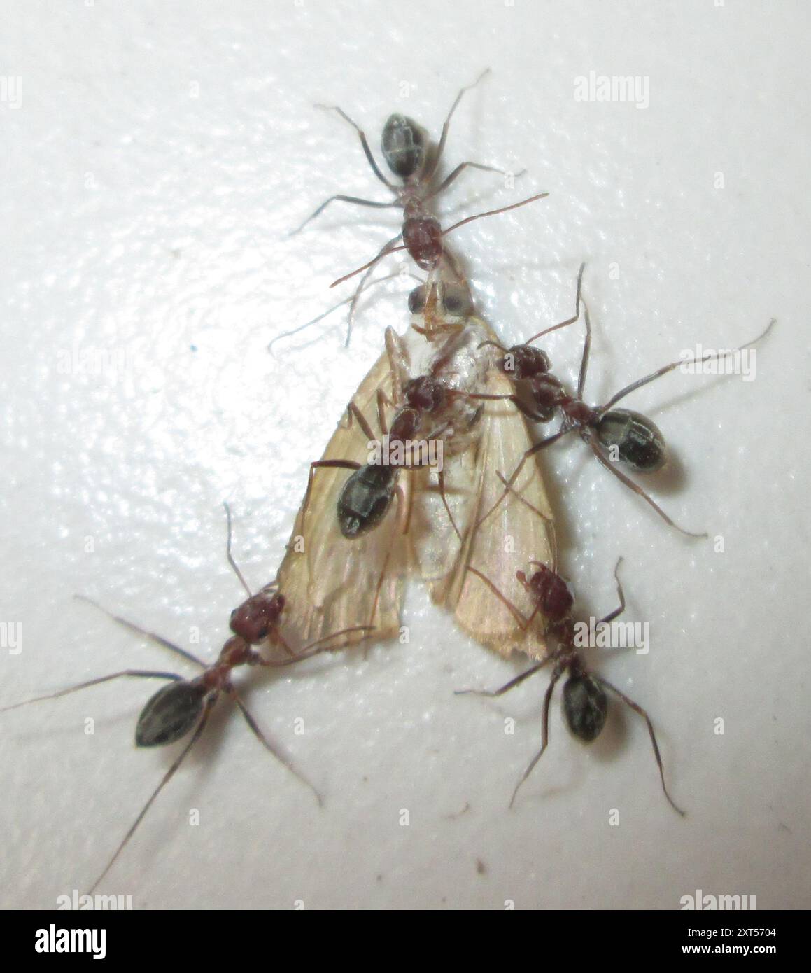 Large Pugnacious Ant (Anoplolepis custodiens) Insecta Stock Photo - Alamy