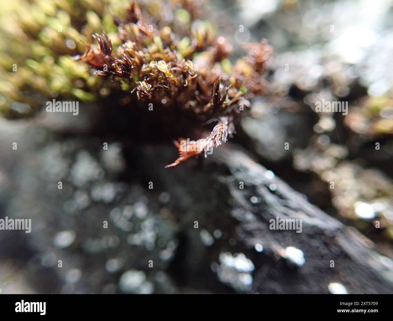 Sessile Grimmia (Schistidium apocarpum) Plantae Stock Photo - Alamy