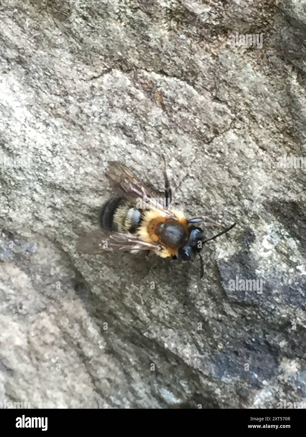 Chocolate Mining Bee (Andrena scotica) Insecta Stock Photo - Alamy