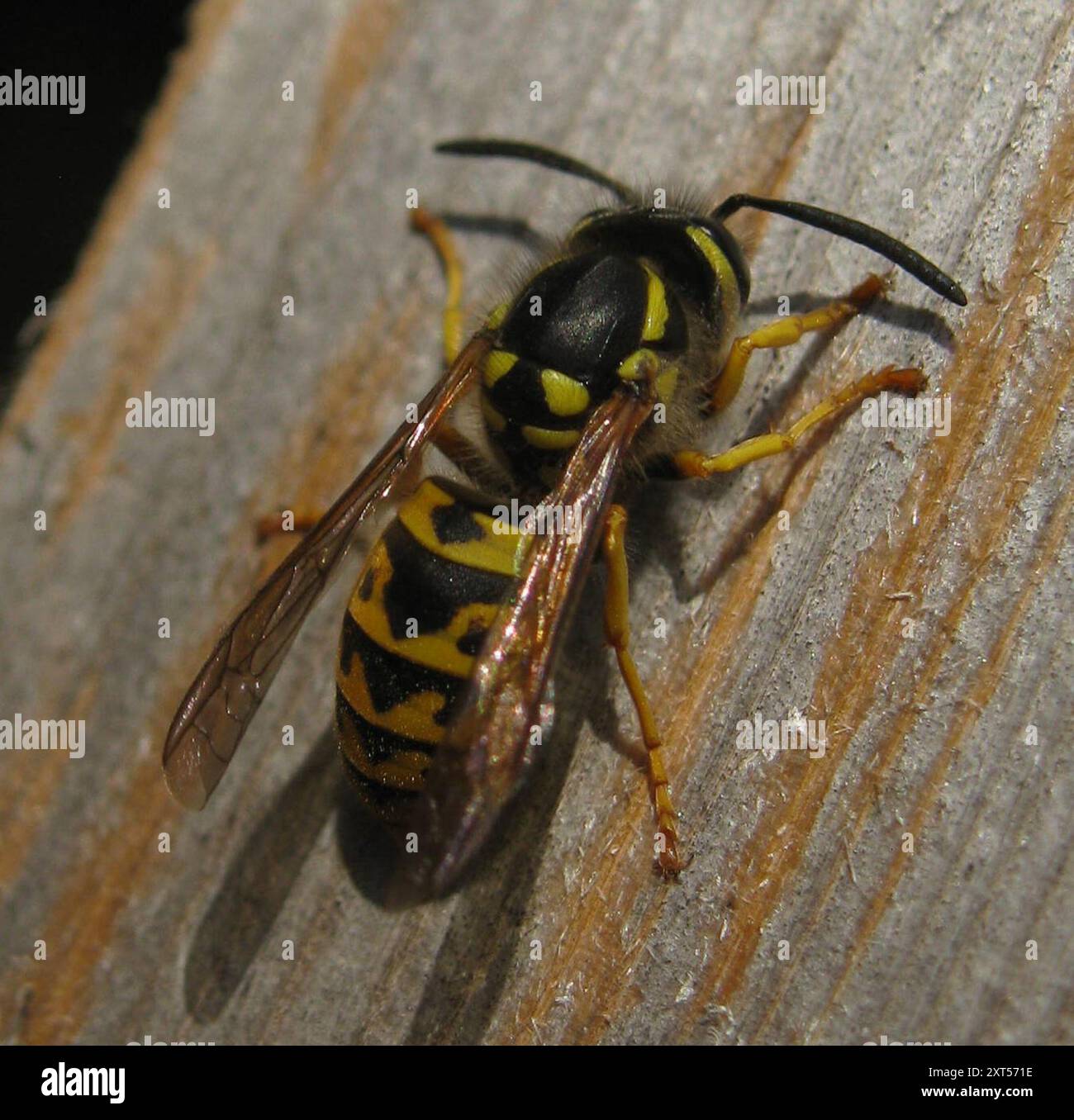 German Yellowjacket (Vespula germanica) Insecta Stock Photo - Alamy