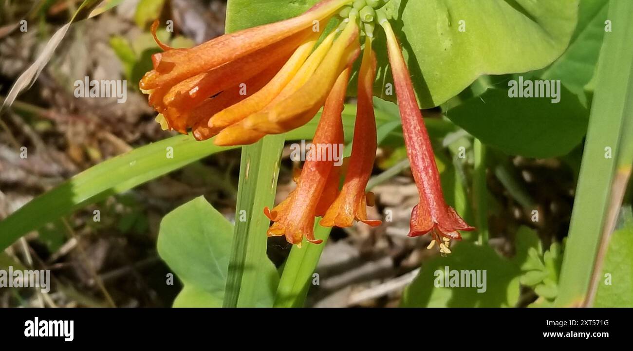 orange honeysuckle (Lonicera ciliosa) Plantae Stock Photo - Alamy