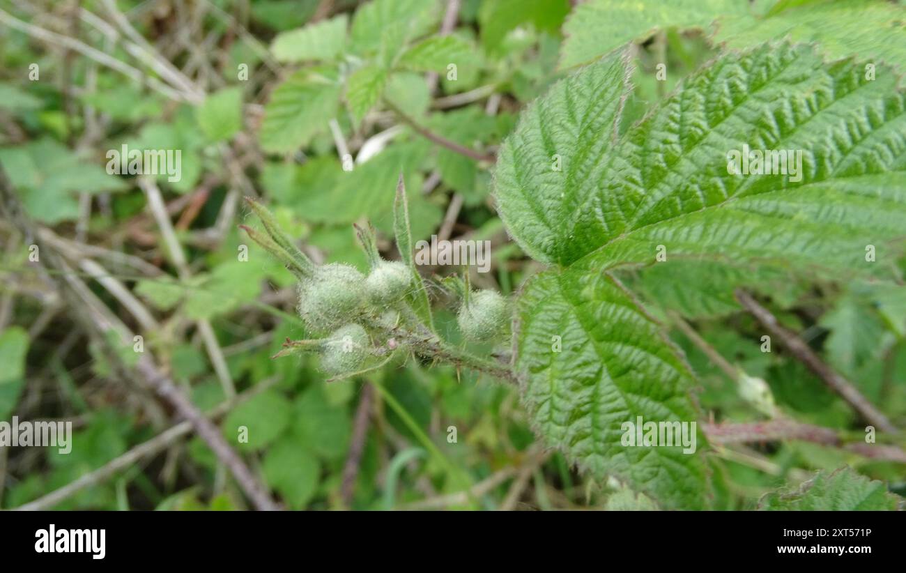 brambles (Rubus) Plantae Stock Photo - Alamy