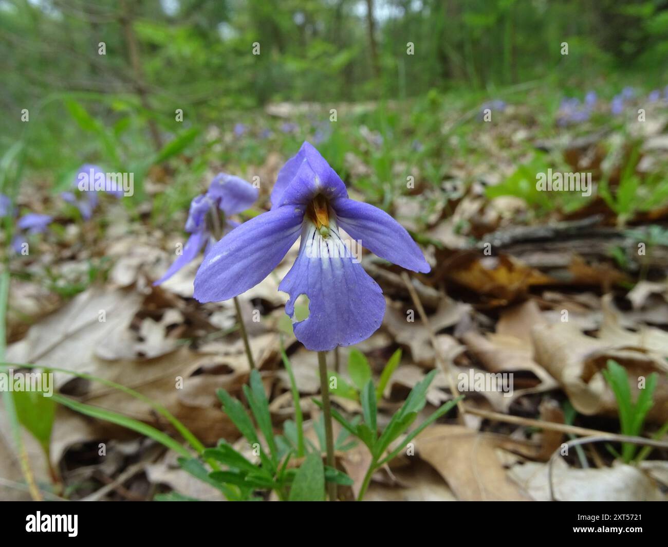 bird's foot violet (Viola pedata) Plantae Stock Photo - Alamy