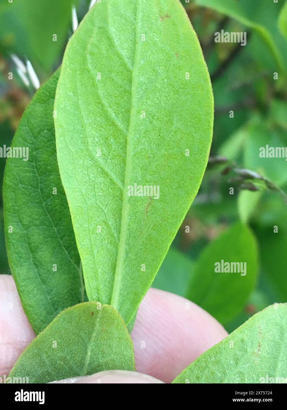 black huckleberry (Gaylussacia baccata) Plantae Stock Photo - Alamy