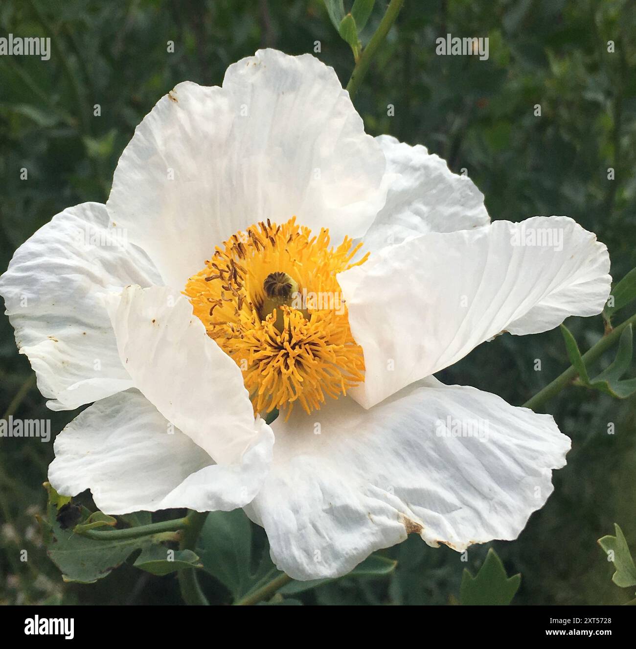 Coulter's matilija poppy (Romneya coulteri) Plantae Stock Photo - Alamy