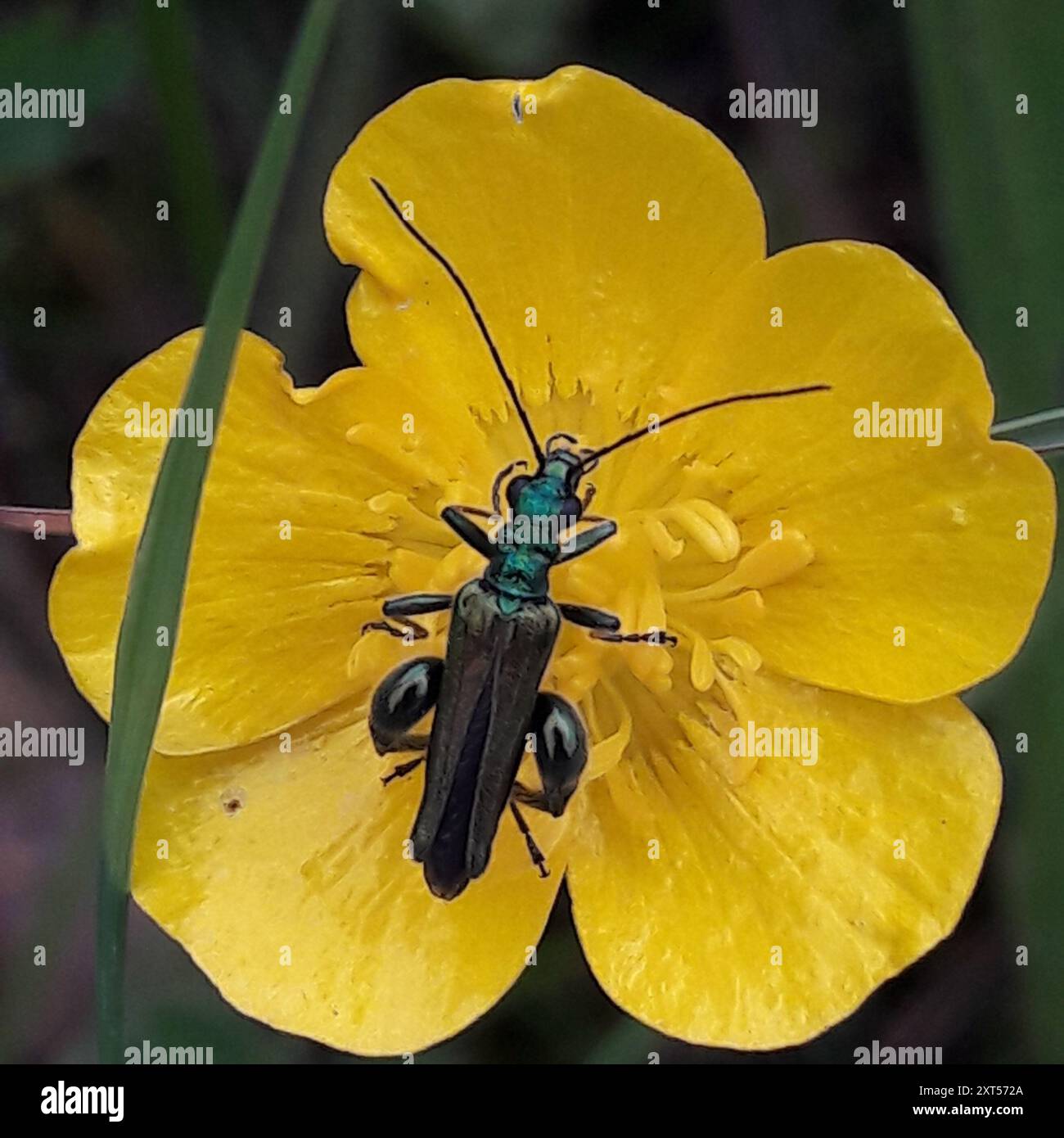 Thick-legged Flower Beetle (Oedemera nobilis) Insecta Stock Photo - Alamy