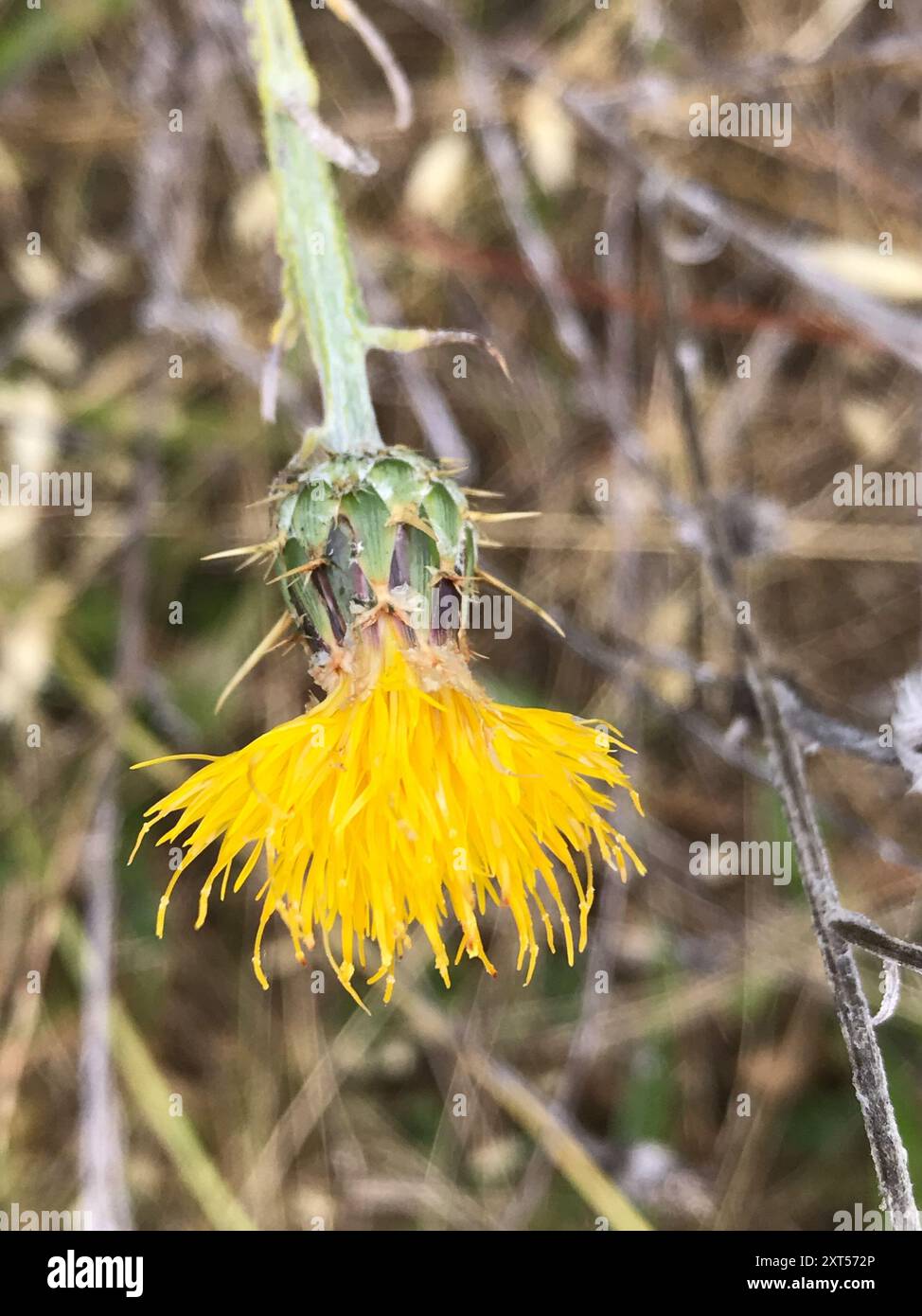 Yellow Star-Thistle (Centaurea solstitialis) Plantae Stock Photo - Alamy
