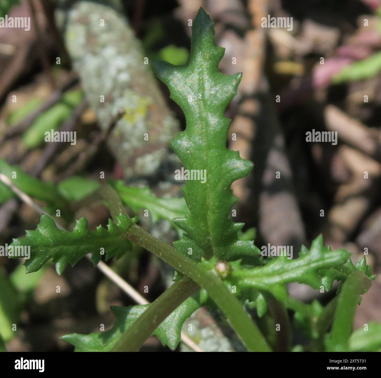 common groundsel (Senecio vulgaris) Plantae Stock Photo - Alamy