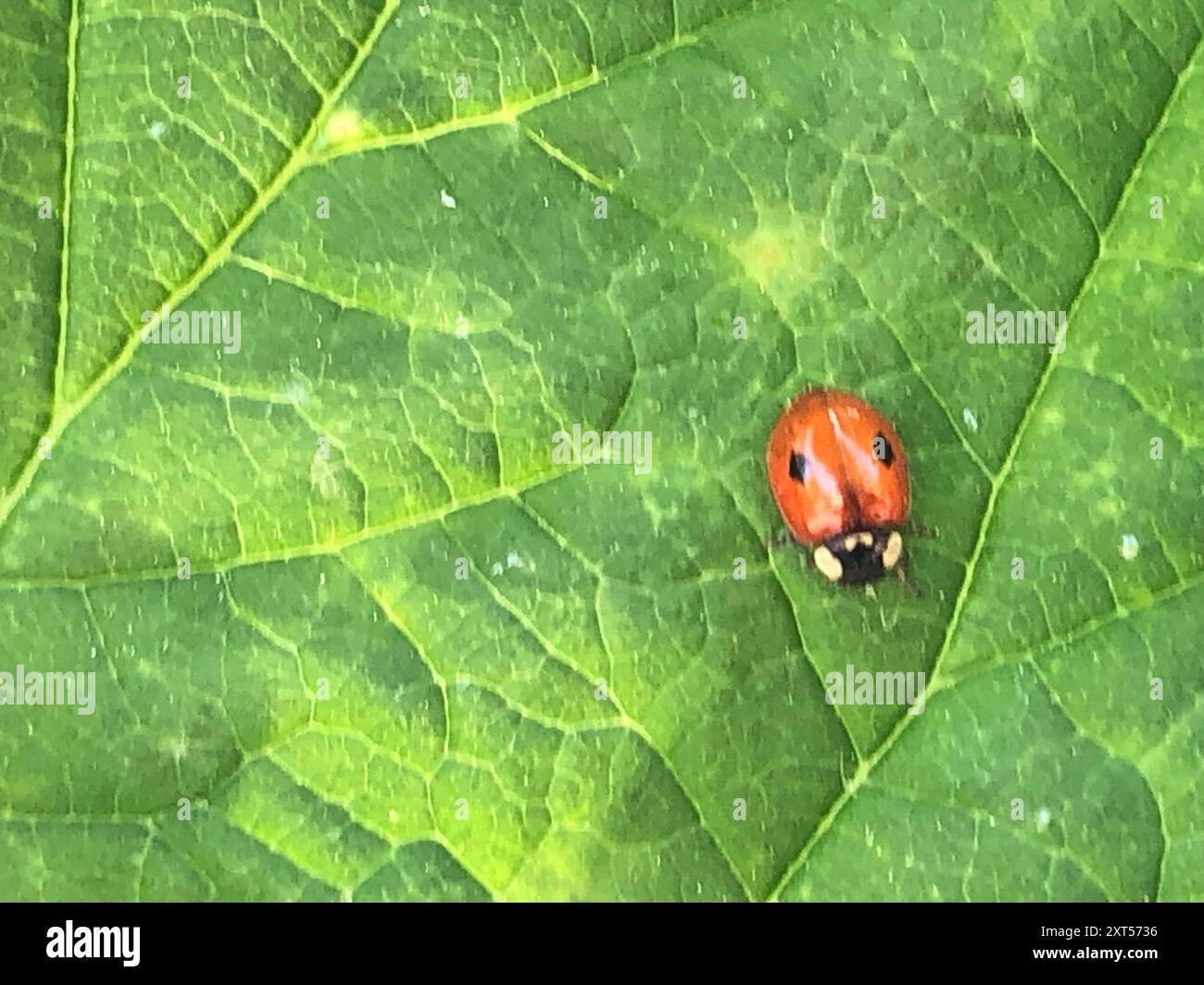 Two-spotted Lady Beetle (Adalia bipunctata) Insecta Stock Photo - Alamy