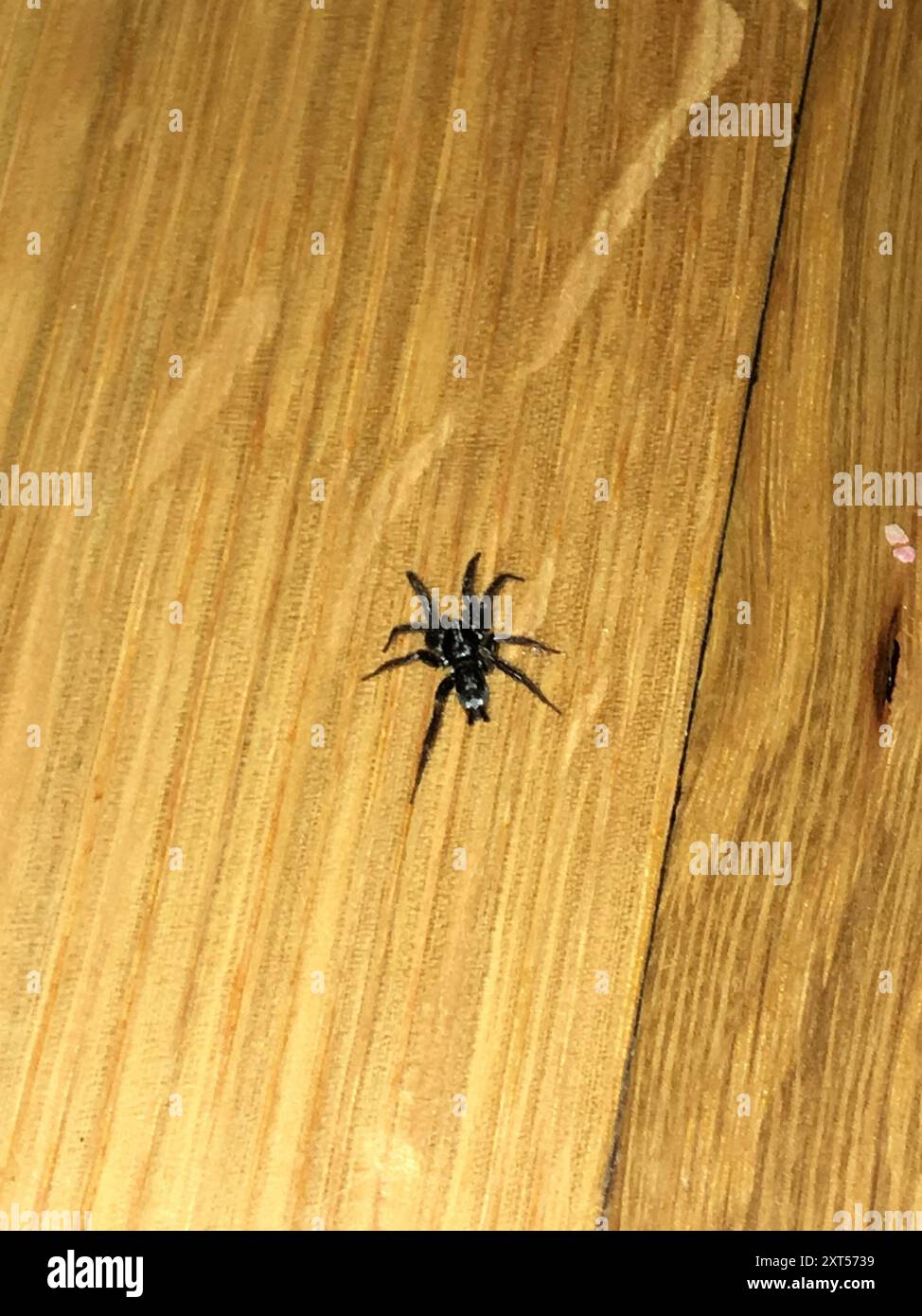 Eastern Parson Spider (Herpyllus ecclesiasticus) Arachnida Stock Photo ...