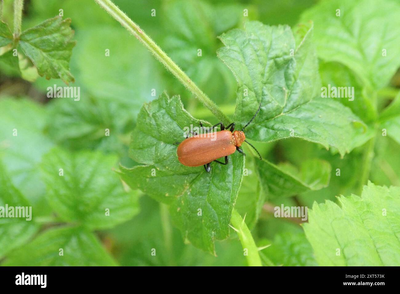 Common Cardinal Beetle (Pyrochroa serraticornis) Insecta Stock Photo ...