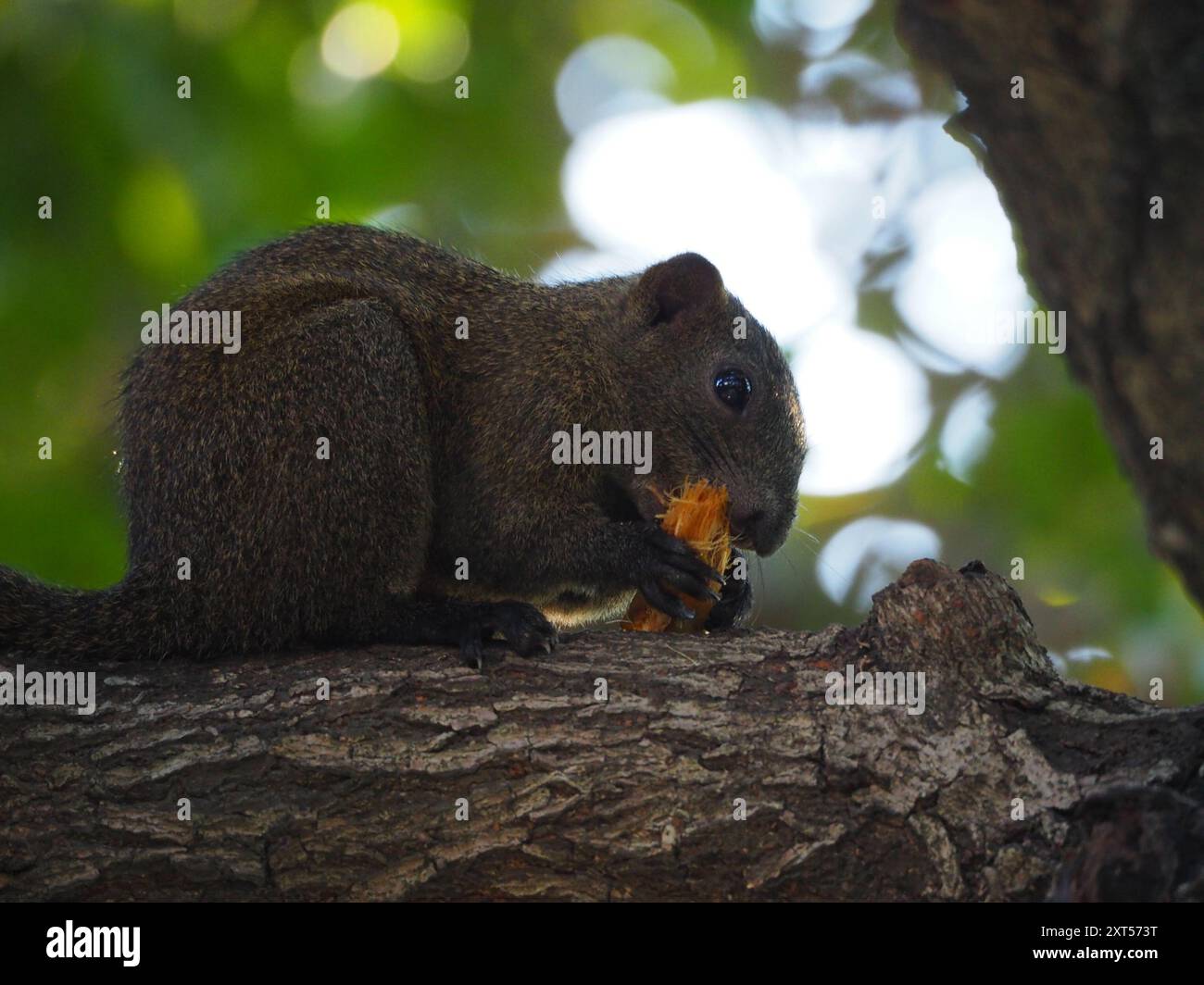 Pallas' Squirrel (Callosciurus erythraeus) Mammalia Stock Photo - Alamy