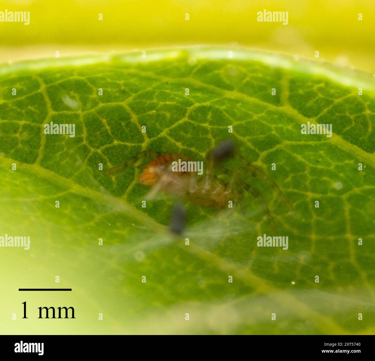 Typical Spiders (Araneomorphae) Arachnida Stock Photo - Alamy