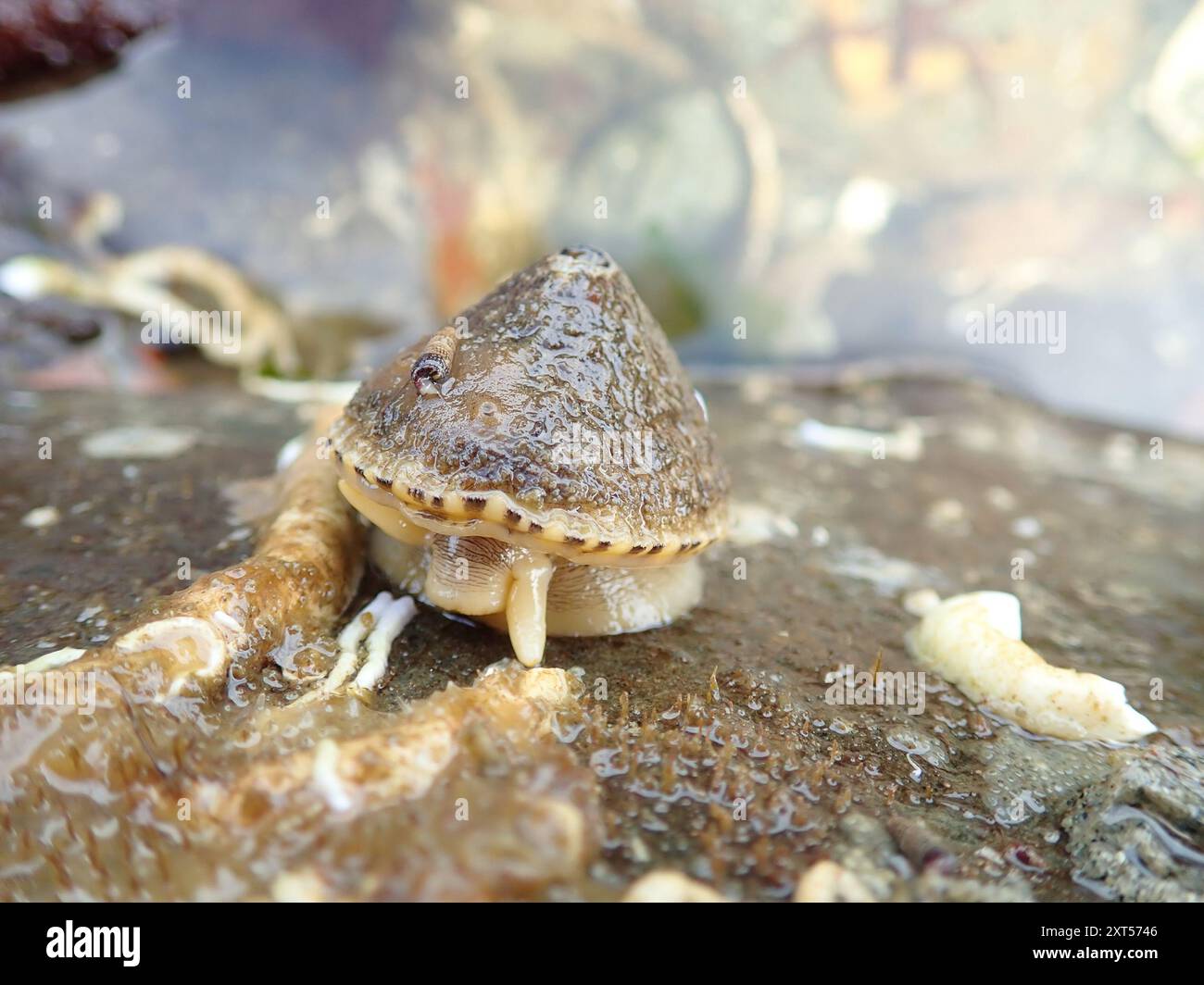 Rough keyhole limpet hi-res stock photography and images - Alamy