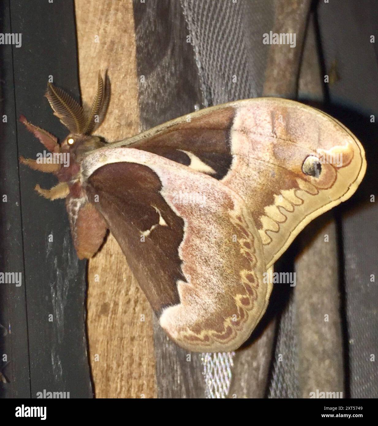 Tulip-tree Silkmoth (Callosamia angulifera) Insecta Stock Photo - Alamy