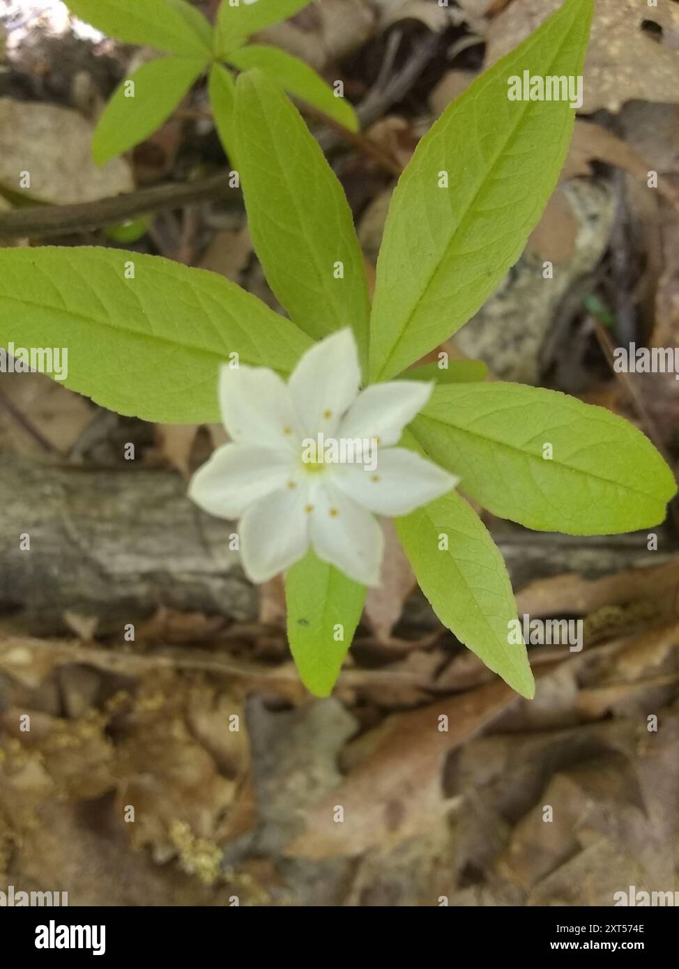 northern starflower (Lysimachia borealis) Plantae Stock Photo - Alamy
