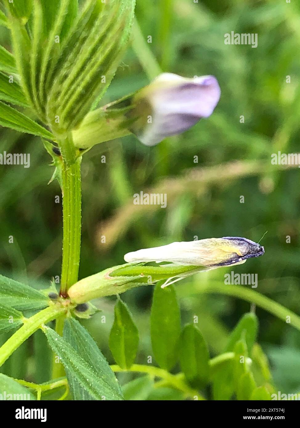 Common Vetch (Vicia sativa) Plantae Stock Photo - Alamy
