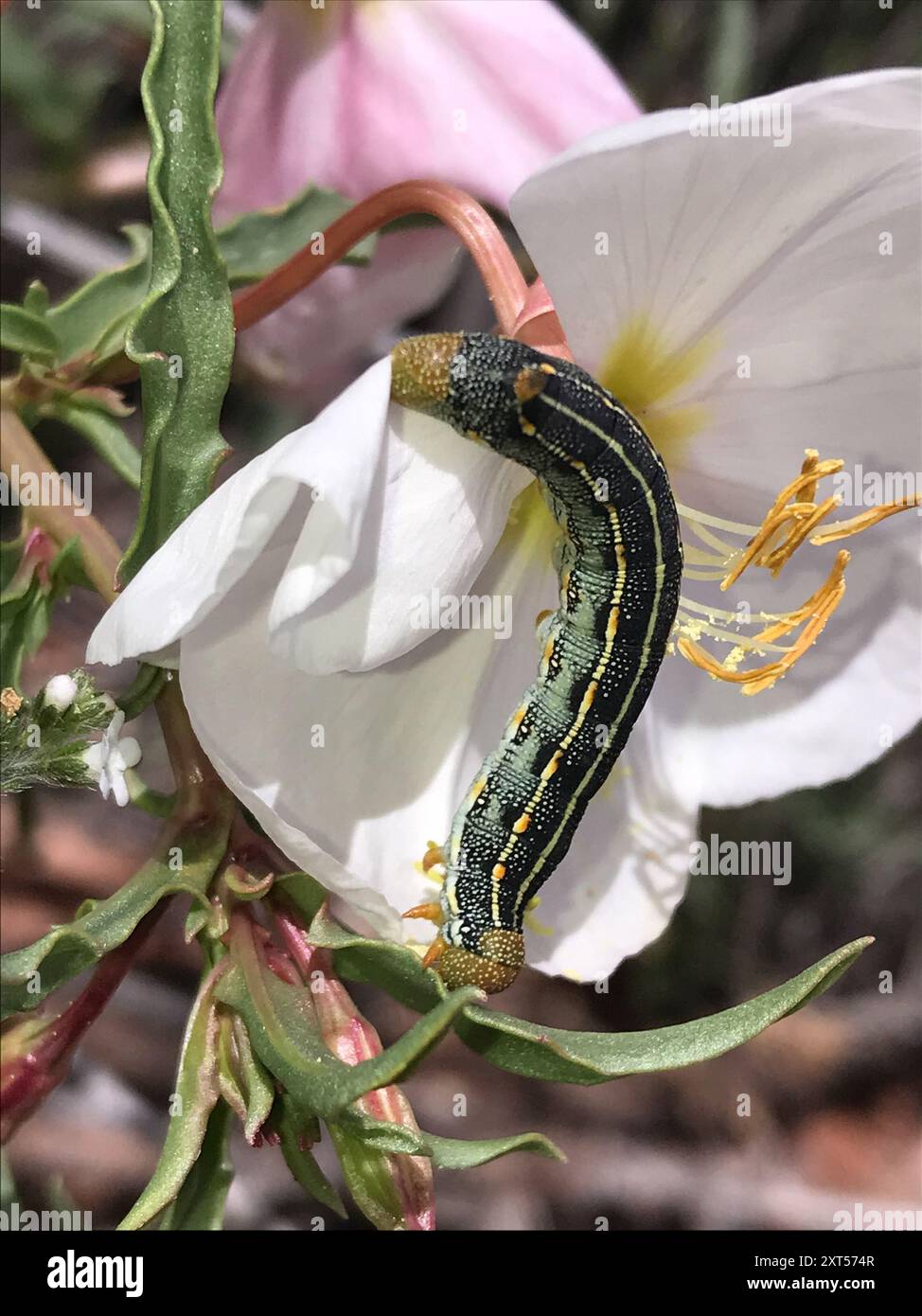 White-lined Sphinx (Hyles lineata) Insecta Stock Photo - Alamy