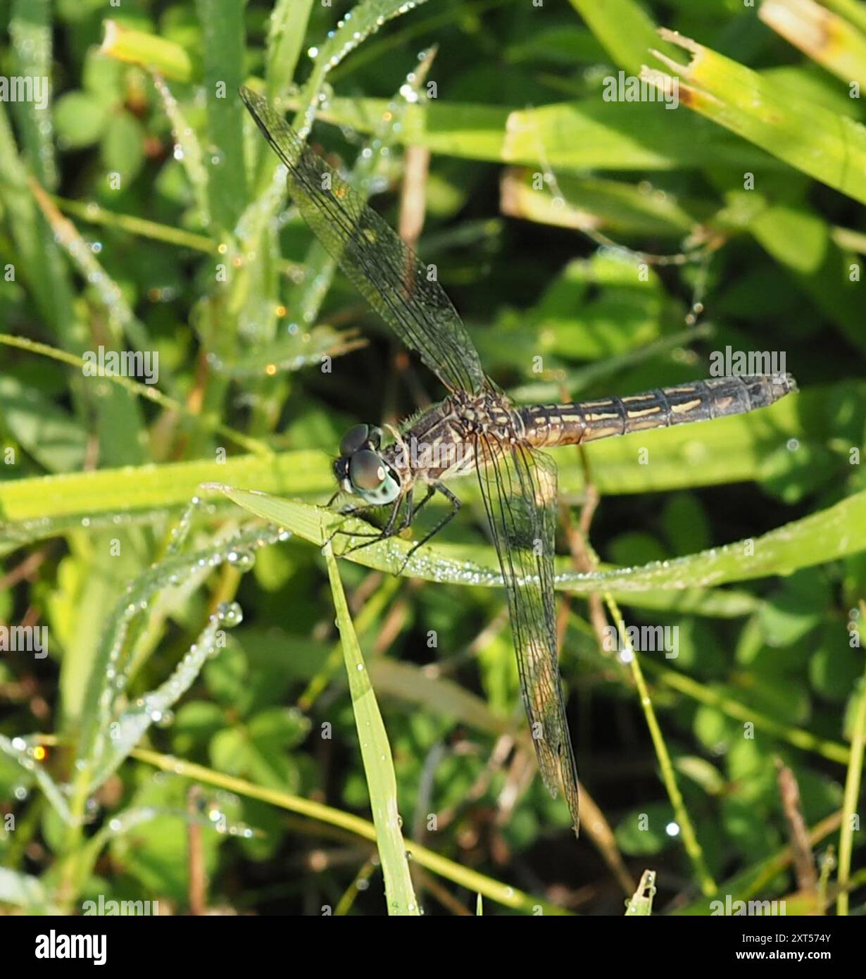 Blue Dasher (Pachydiplax longipennis) Insecta Stock Photo - Alamy