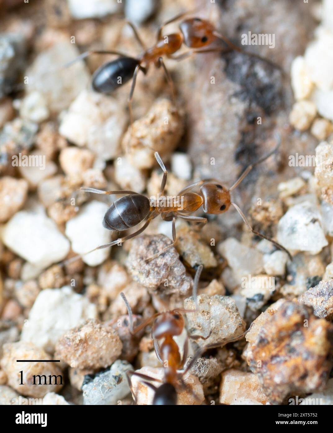 Bicolored Pyramid Ant (Dorymyrmex bicolor) Insecta Stock Photo - Alamy