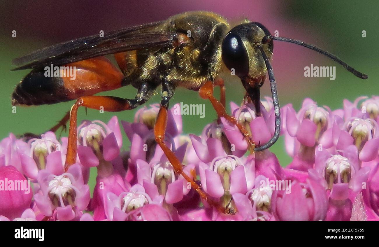 Great Golden Digger Wasp (Sphex ichneumoneus) Insecta Stock Photo - Alamy