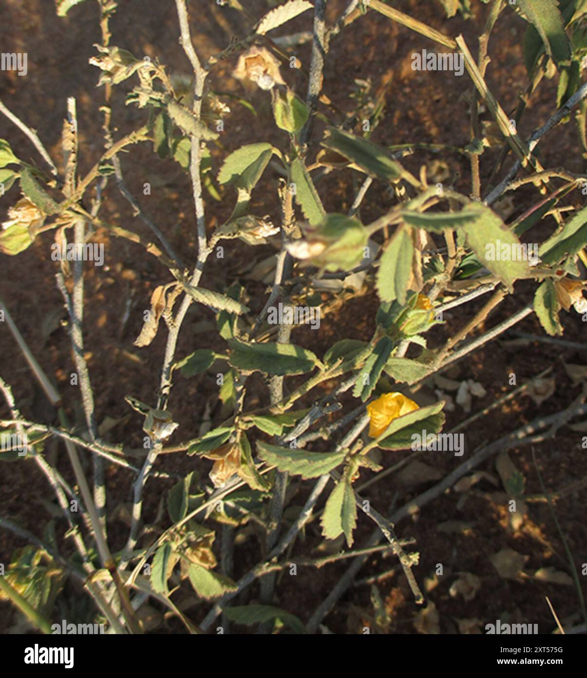 (Sida ovata) Plantae Stock Photo - Alamy