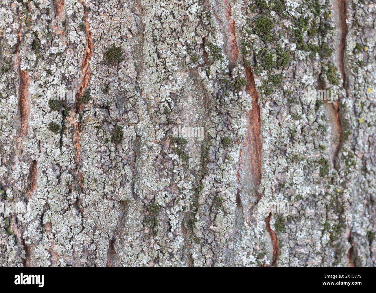 Close up of tree bark, detailed tree texture with moss and lichen on ...